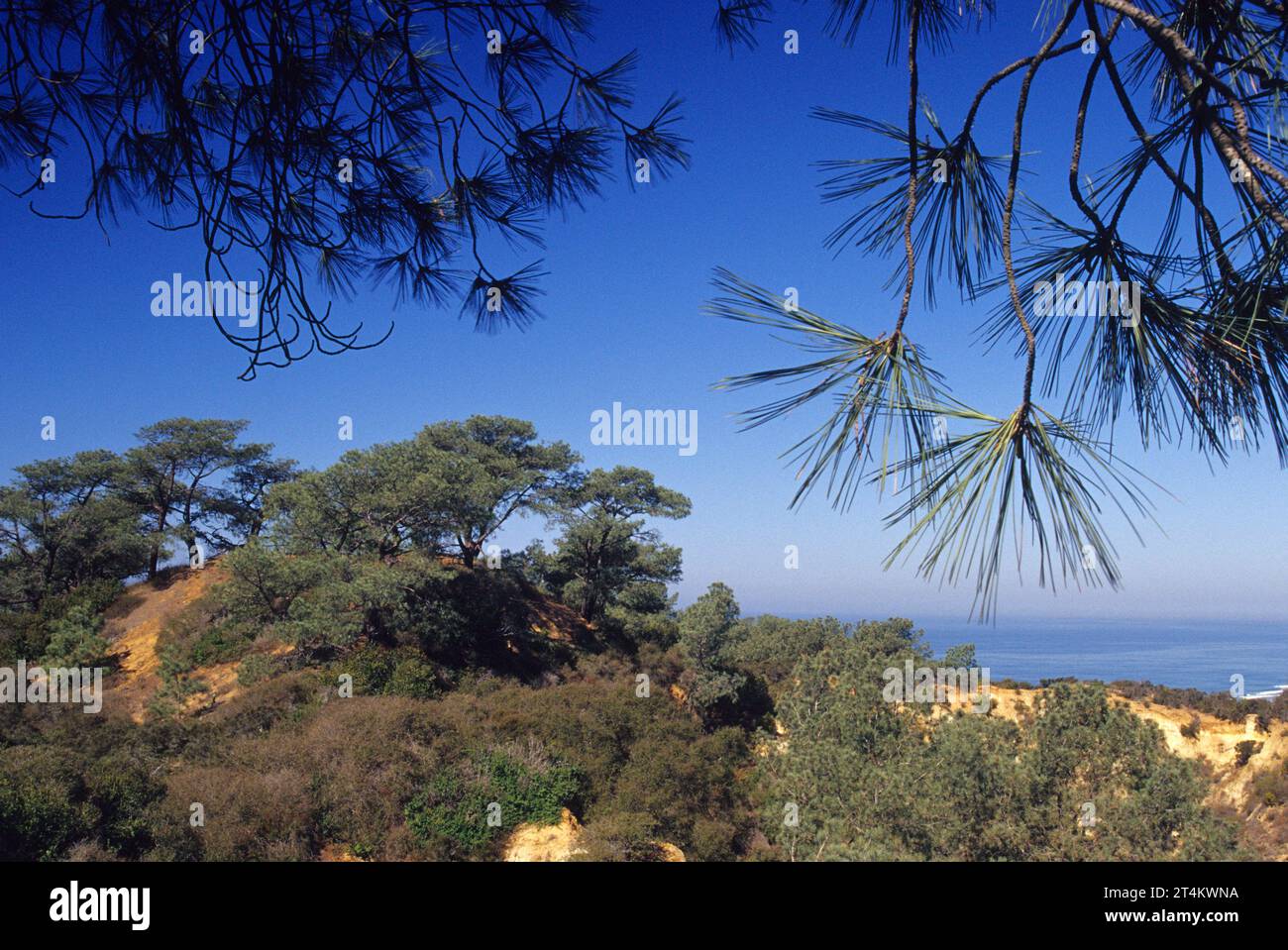 Torrey pines with view from Visitor Center, Torrey Pines State Reserve ...
