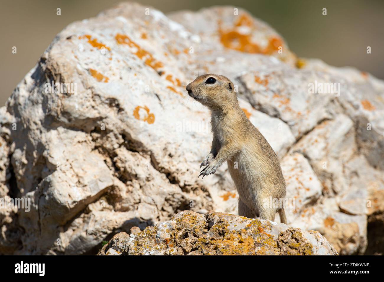 Anatolian Souslik-Ground Squirrel (Spermophilus xanthoprymnus) standing ...