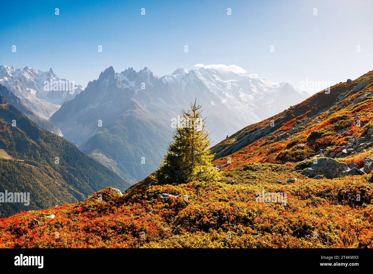 Lone fir tree hi-res stock photography and images - Alamy
