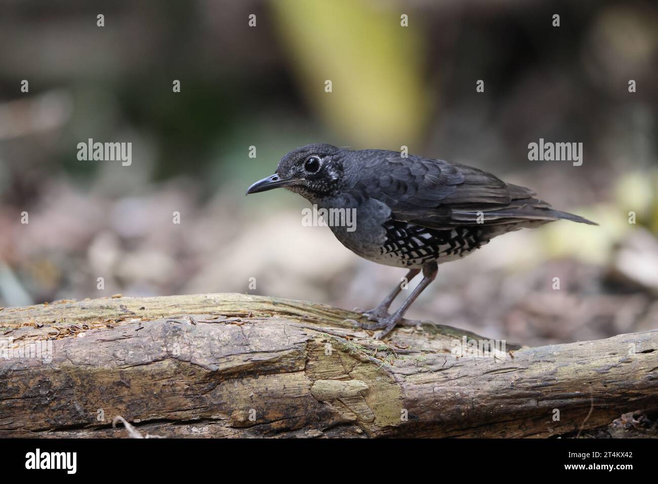 Sunda Thrush (Zoothera andromedae),Slaty blue-gray thrush with ...