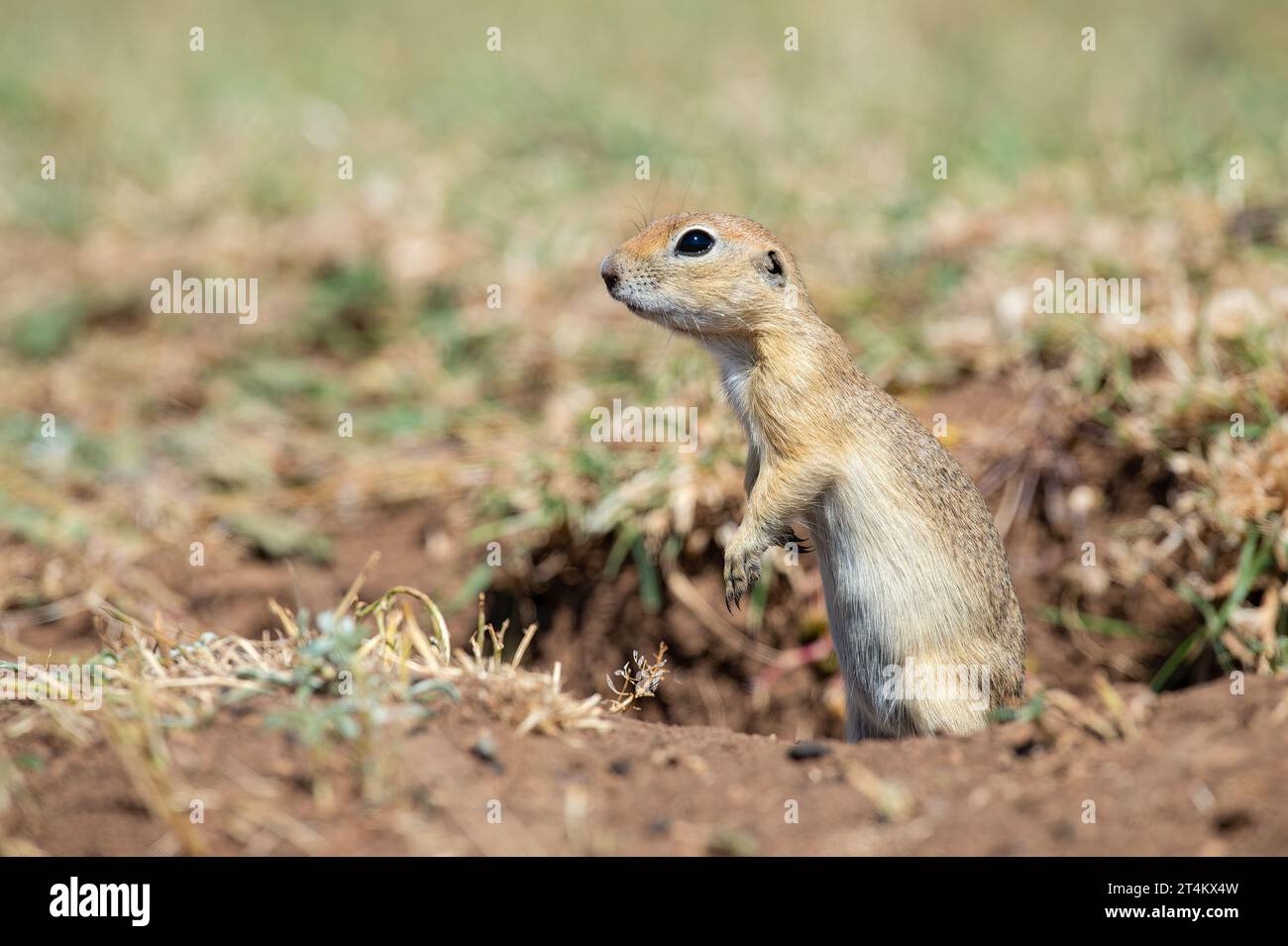 Anatolian Souslik-Ground Squirrel (Spermophilus xanthoprymnus) looking ...