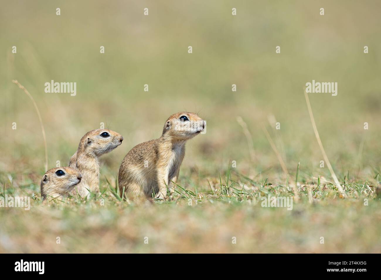 Anatolian Souslik-Ground Squirrel (Spermophilus xanthoprymnus) family ...