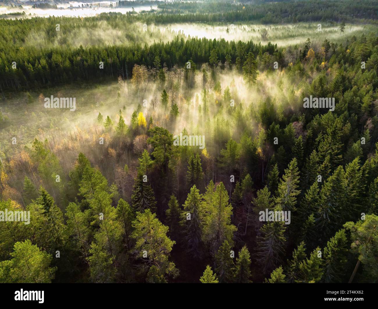 Scenic drone photo of very foggy sunrise over green forest, landscape ...