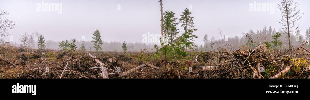 Scenic very wide panorama view a large clearing with a cut down forest ...