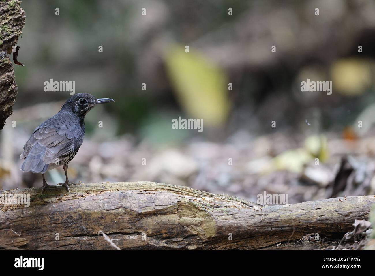 Sunda Thrush (Zoothera andromedae),Slaty blue-gray thrush with ...