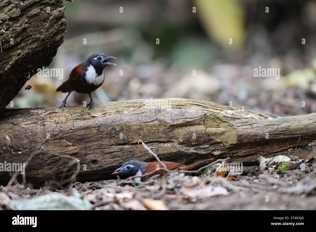 White bibbed babbler hi-res stock photography and images - Alamy