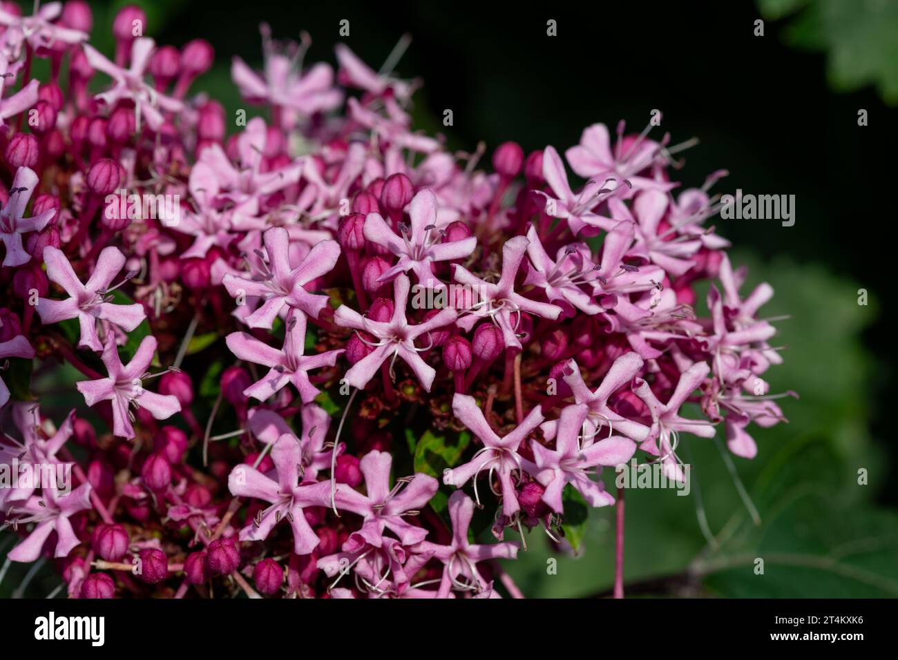 Close up of Mexican hydrangea (clerodendrum bungei) flowers in bloom ...