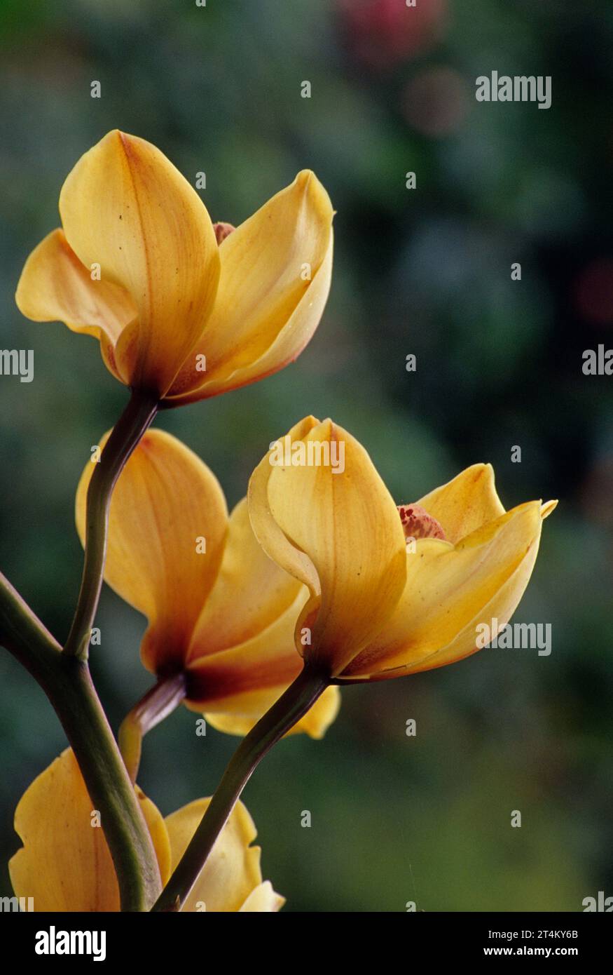 Orchids in Botanical Building, Balboa Park, San Diego, California Stock ...