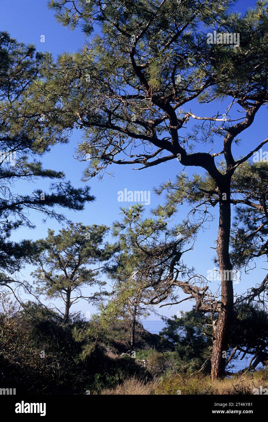 Torrey pine hi-res stock photography and images - Alamy
