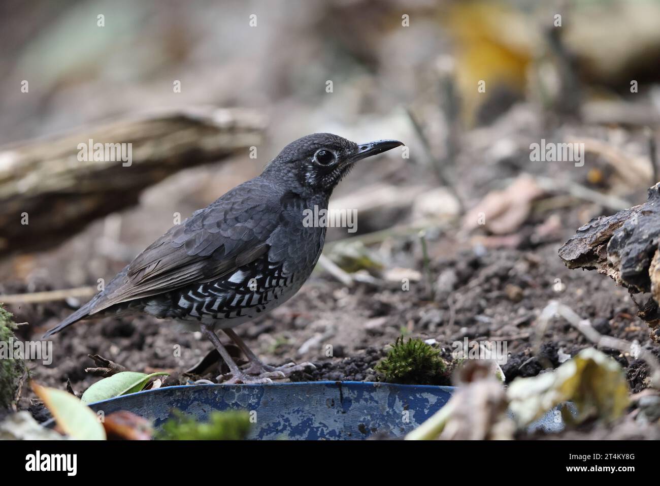 Sunda Thrush (Zoothera andromedae),Slaty blue-gray thrush with ...