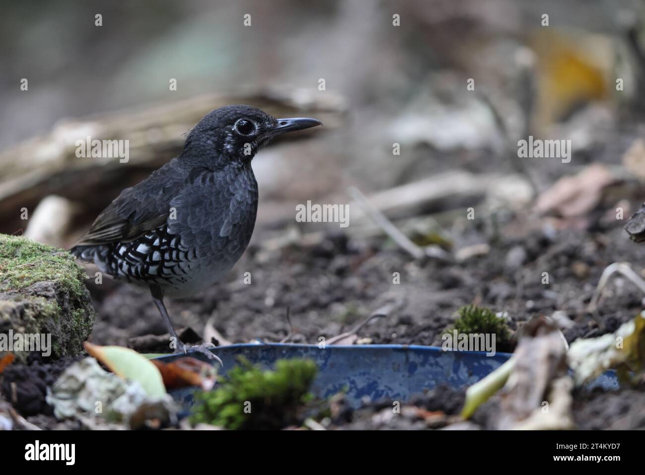 Sunda Thrush (Zoothera andromedae),Slaty blue-gray thrush with ...