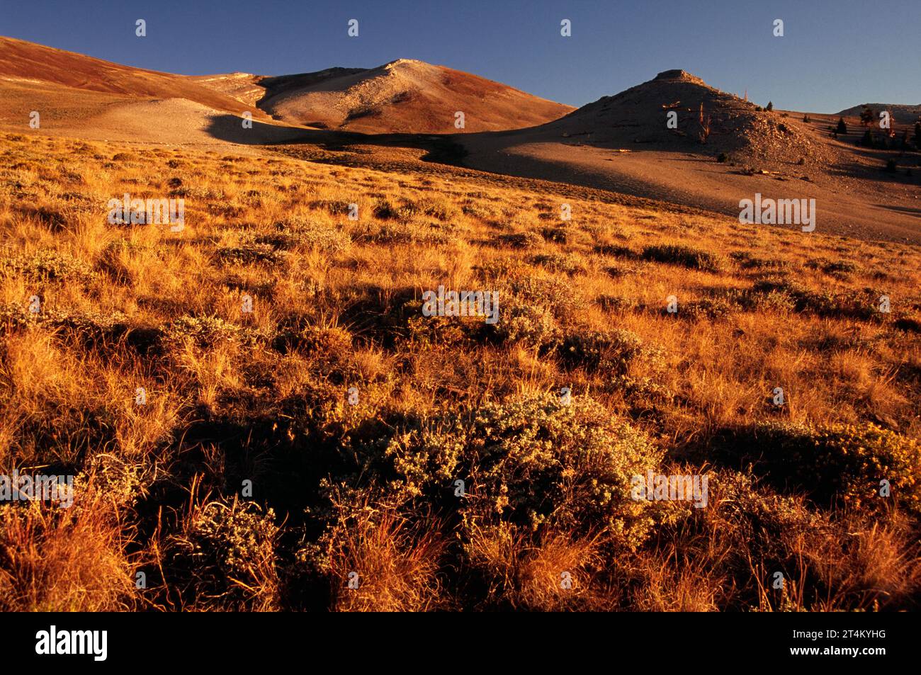 Alpine landscape near Patriarch Grove, Ancient Bristlecone Pine Forest ...