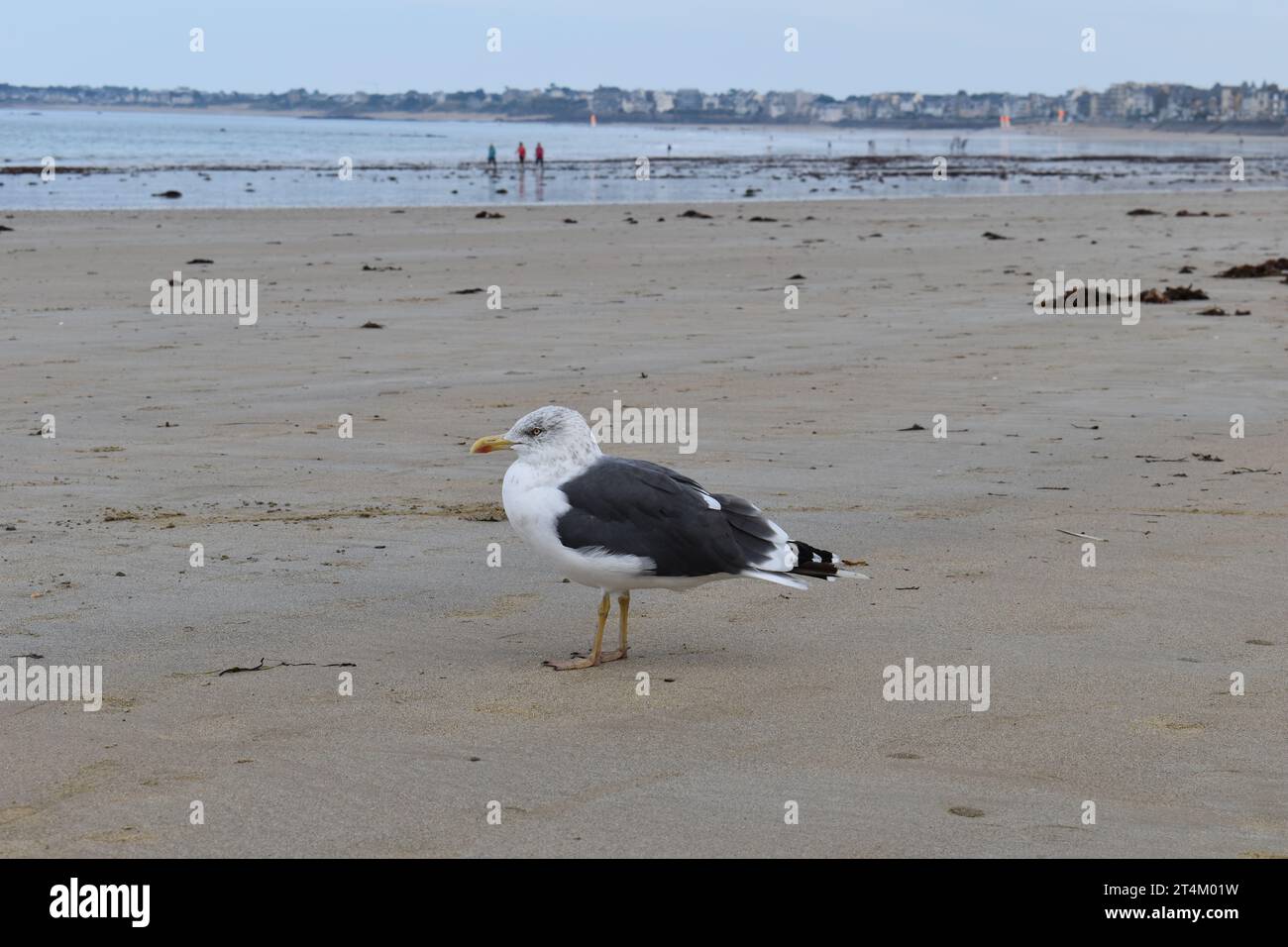 Goeland hi-res stock photography and images - Alamy