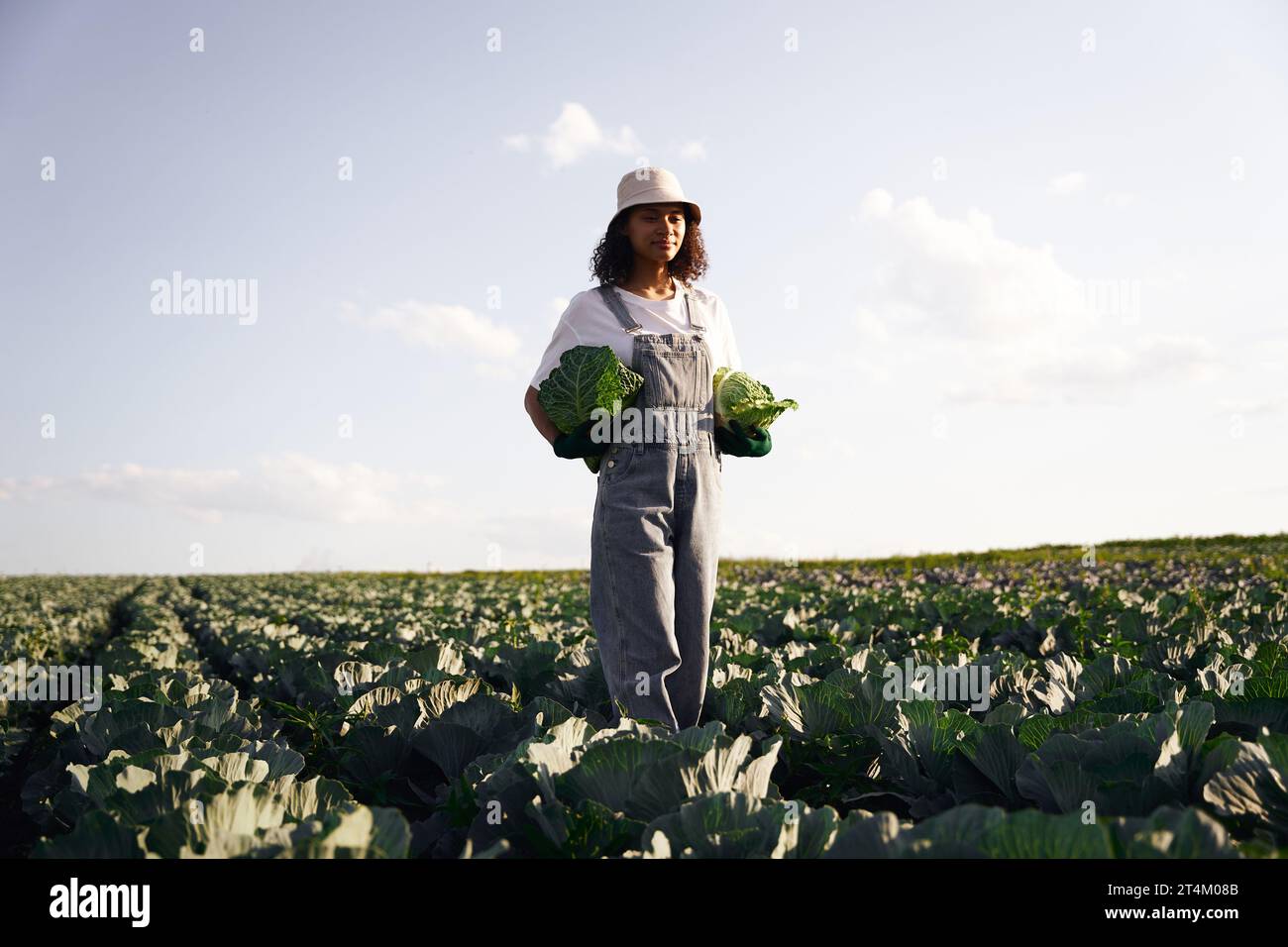 Female agronomist in uniform working in cabbage field during harvest ...