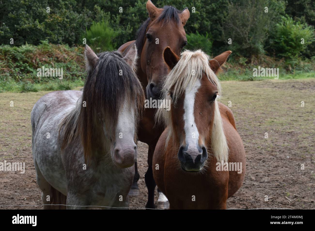 étalon et jument hi-res stock photography and images - Alamy