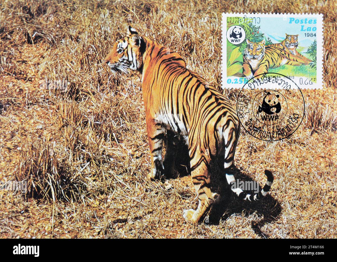 Postcard with cancelled postage stamp printed by Laos, that shows Tiger ...