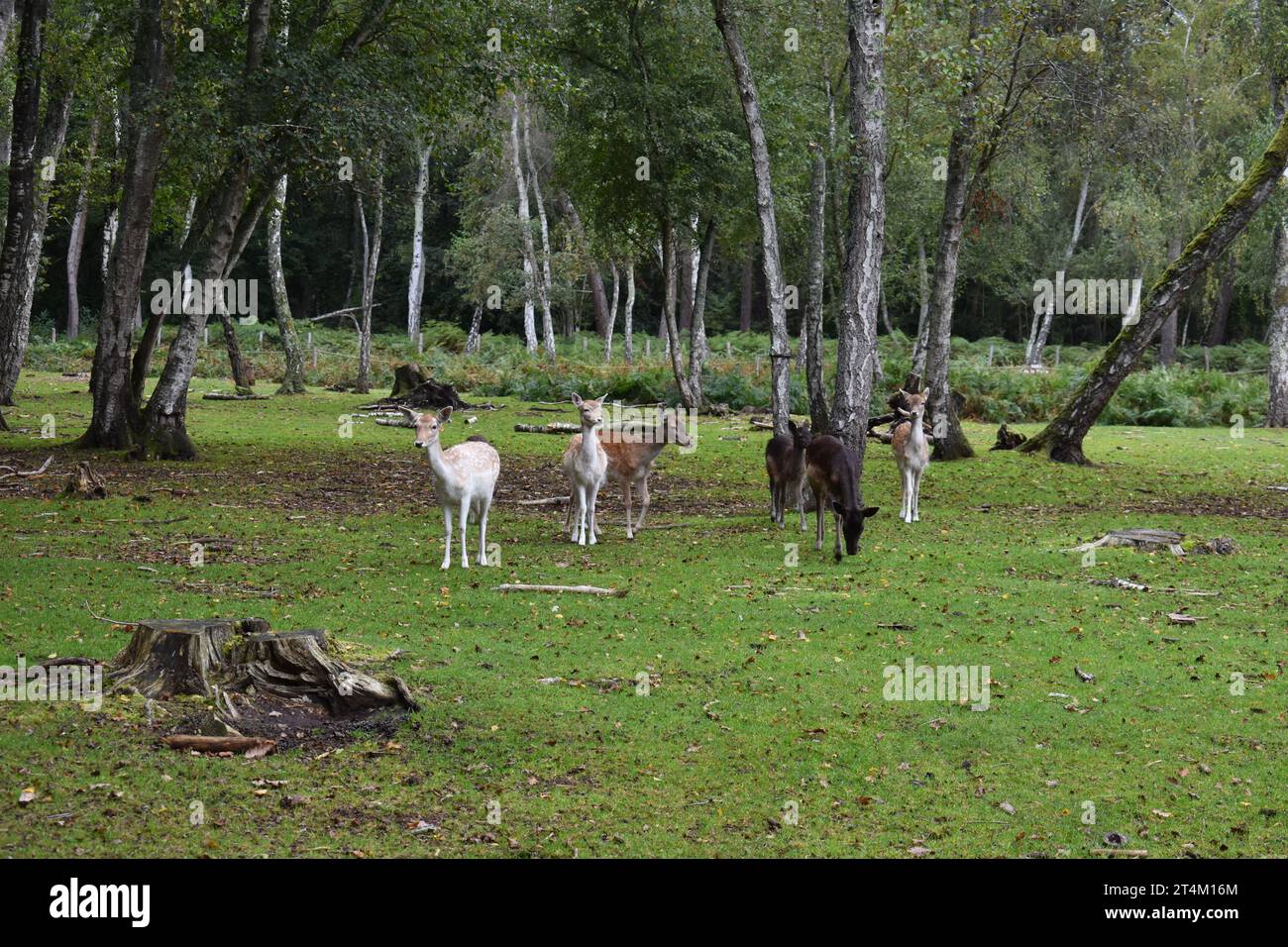 Daim cerf hi-res stock photography and images - Alamy