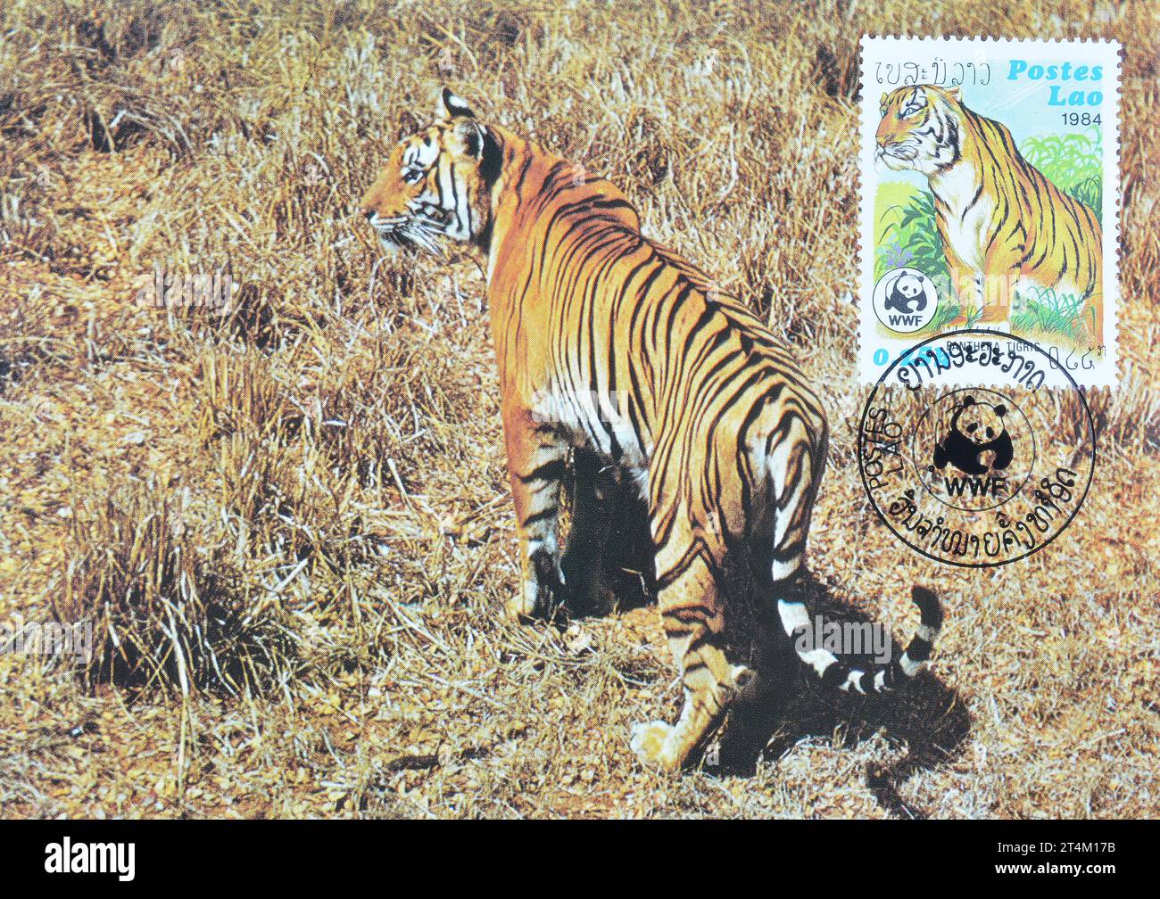Postcard with cancelled postage stamp printed by Laos, that shows Tiger ...