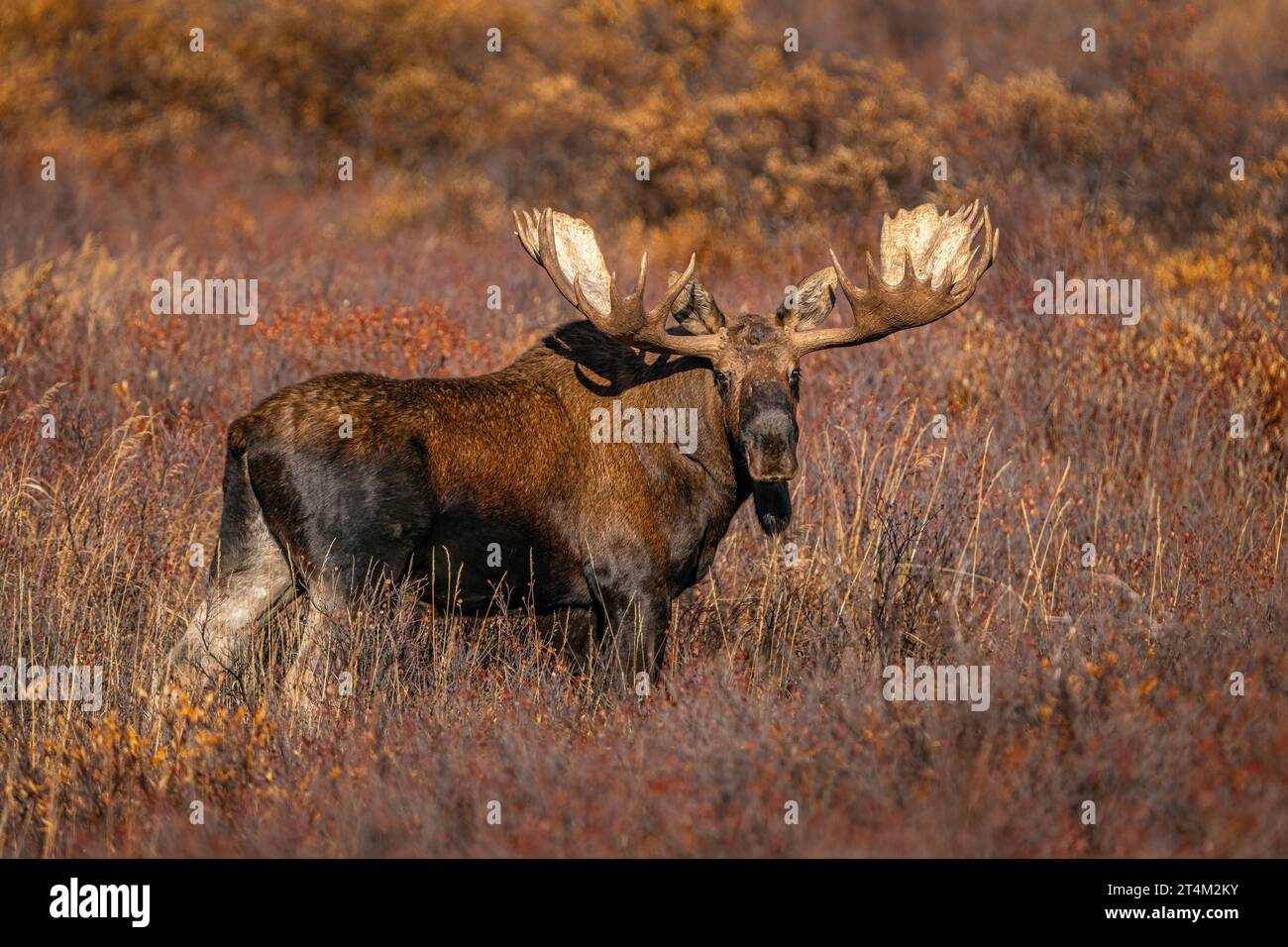 Alaskan bull moose hi-res stock photography and images - Alamy