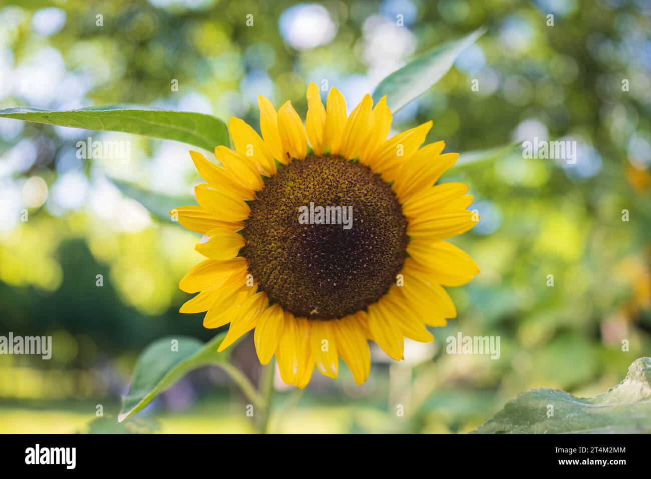 Setting sun over field of blooming sunflowers. Bright photo of ...