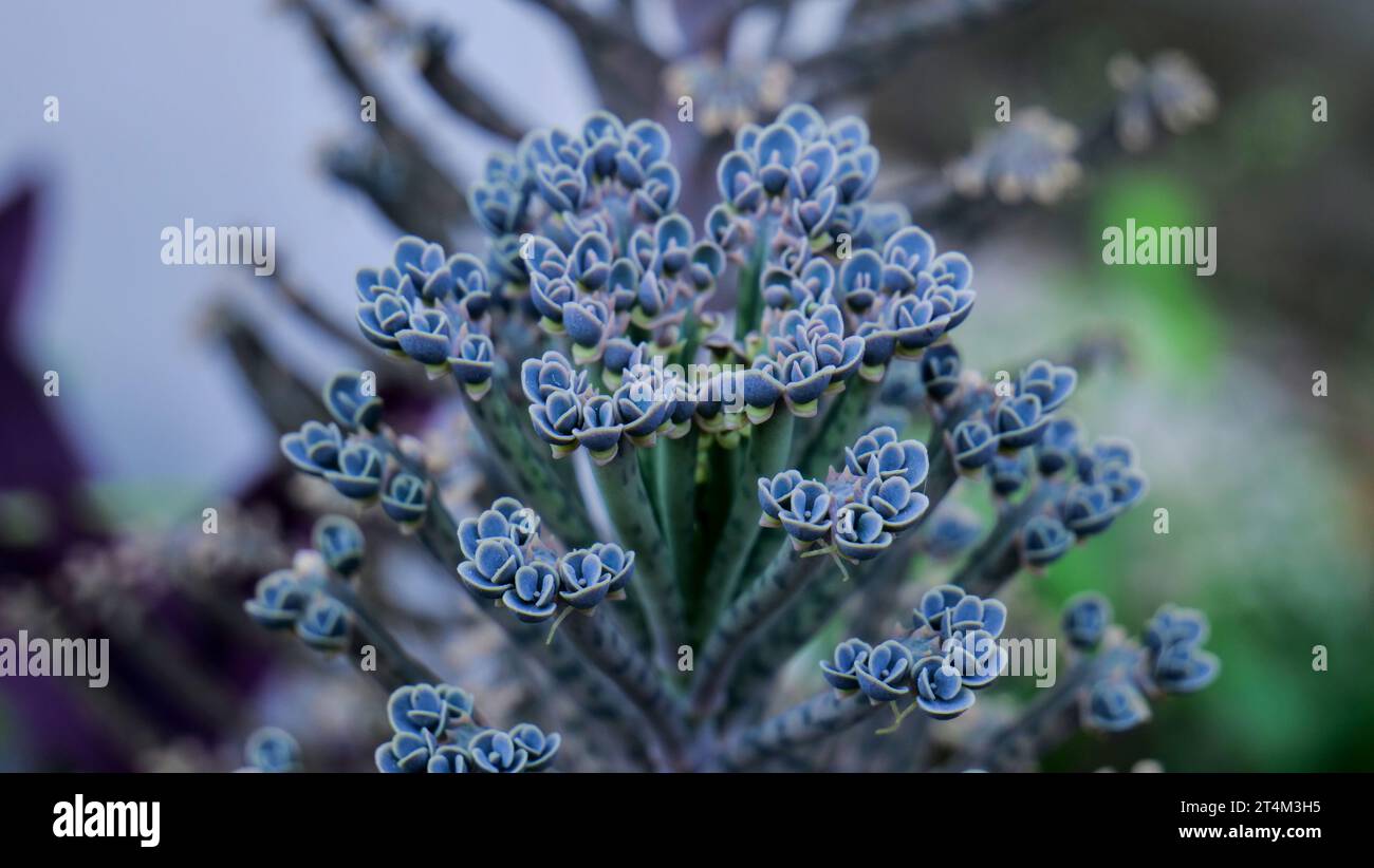 Blue kalanchoe blossfeldiana plant. kalanchoe flower Stock Photo - Alamy