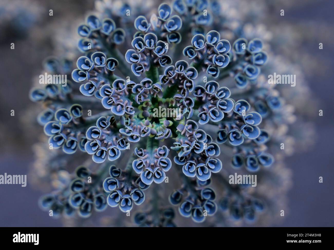 Blue kalanchoe blossfeldiana plant. kalanchoe flower Stock Photo - Alamy
