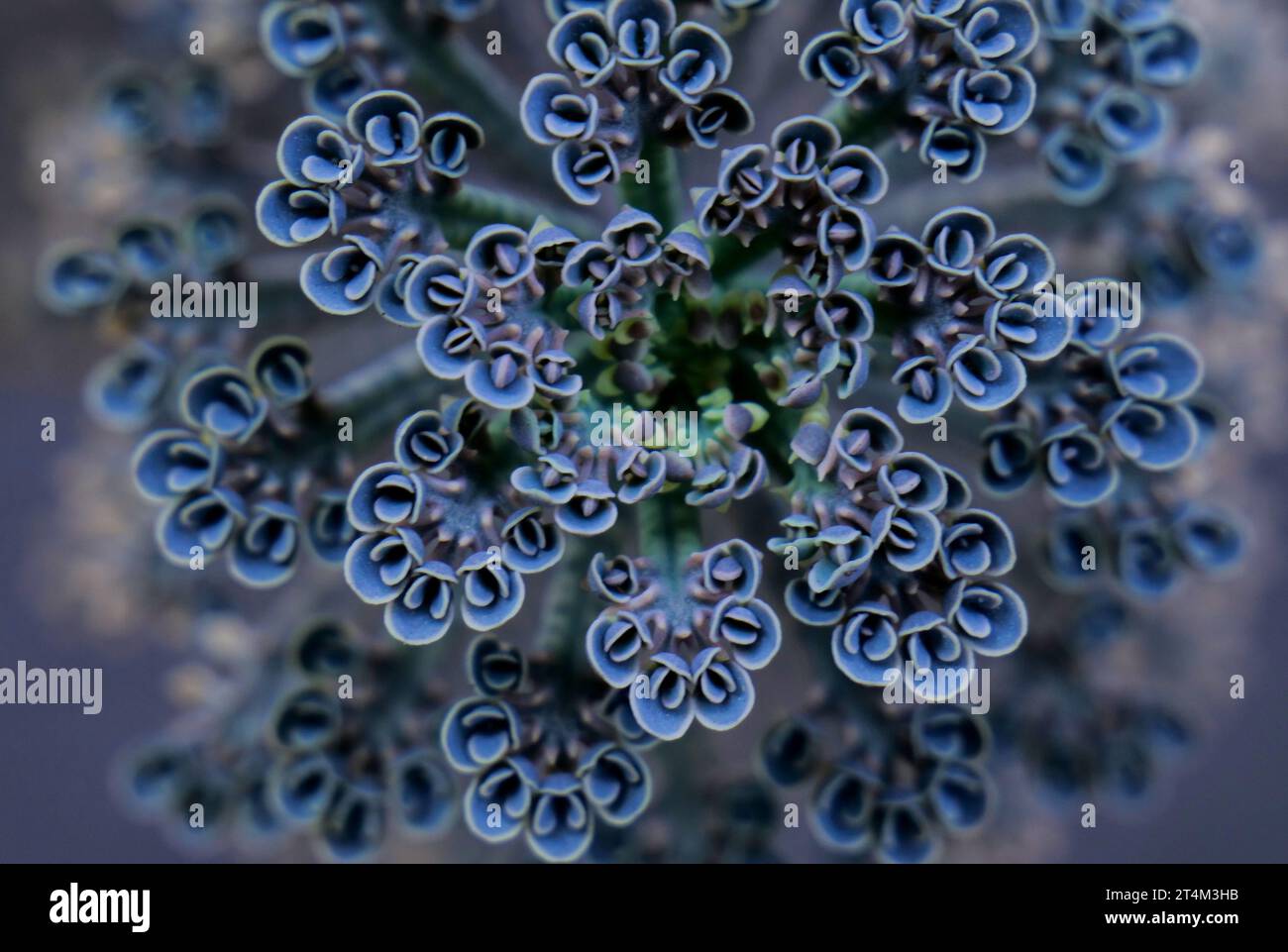 Blue kalanchoe blossfeldiana plant. kalanchoe flower Stock Photo - Alamy