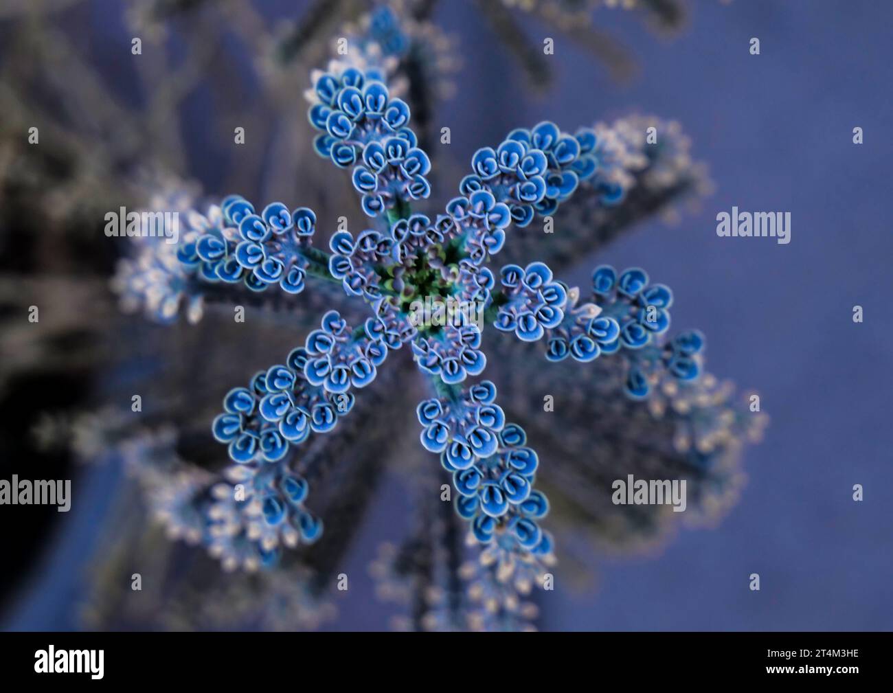 Blue kalanchoe blossfeldiana plant. kalanchoe flower Stock Photo - Alamy