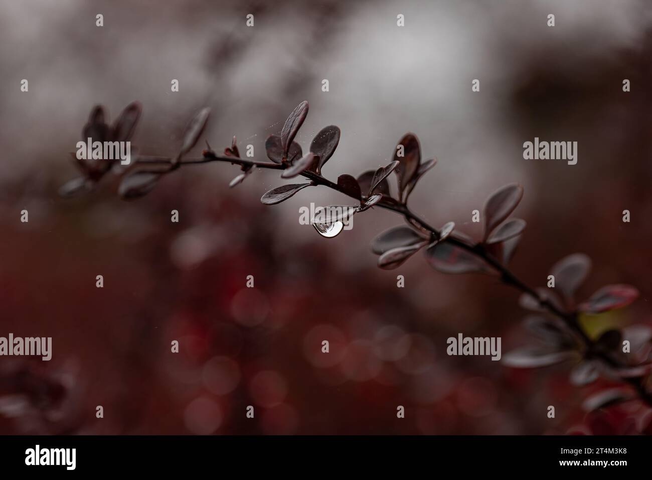 A nature photograph featuring a red bush with a single raindrop on its ...