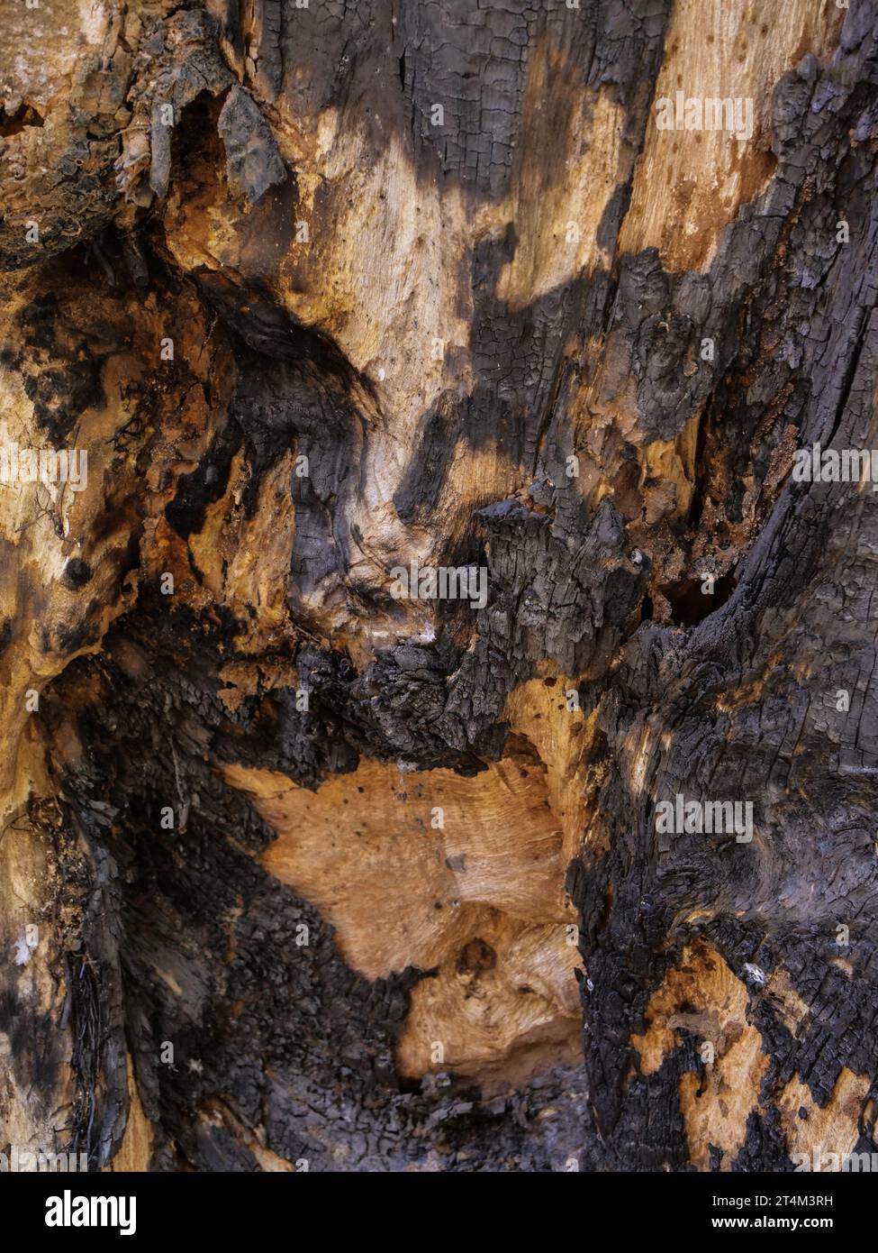 Dry tree texture. Tree bark background texture Stock Photo - Alamy