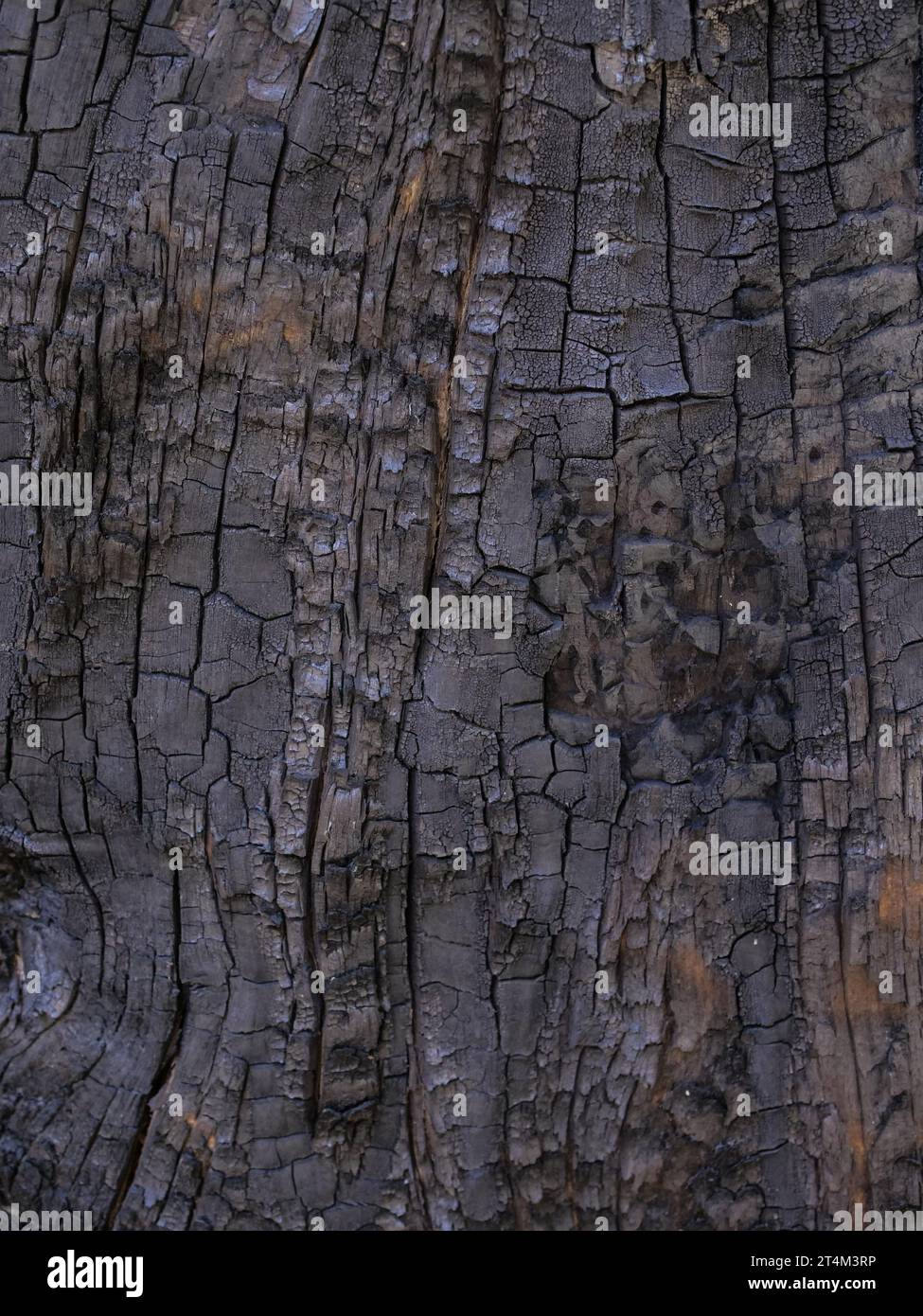 Dry tree texture. Tree bark background texture Stock Photo - Alamy