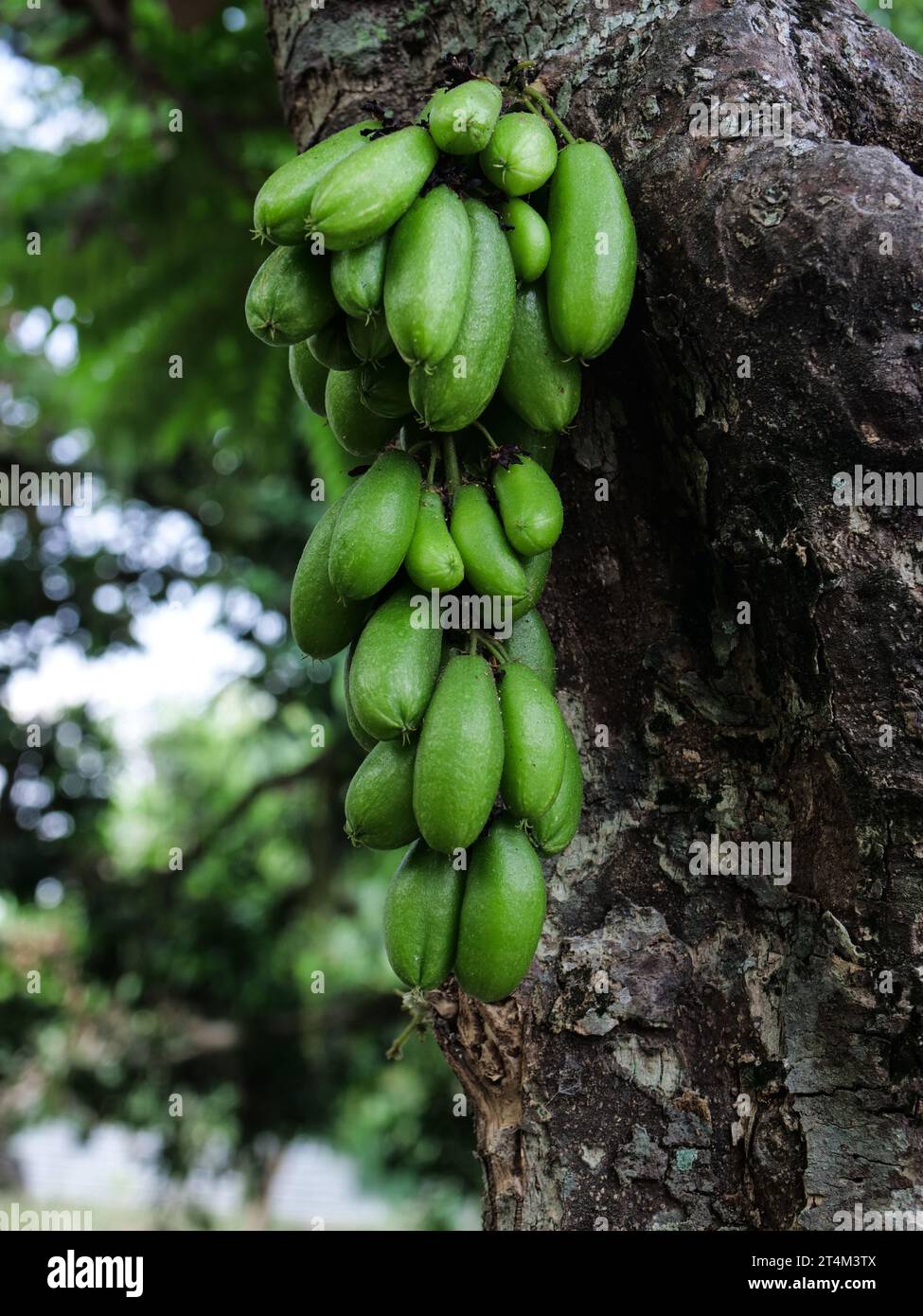 Belimbing wuluh or Green bilimbi fruits are used to cook for getting a ...