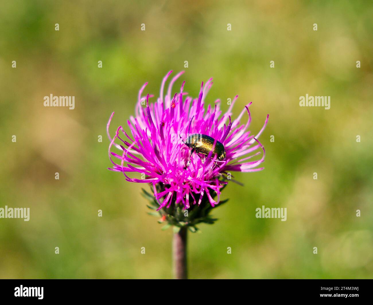 Leaf beetle on Knapweed Centaurea in meadow Stock Photo - Alamy