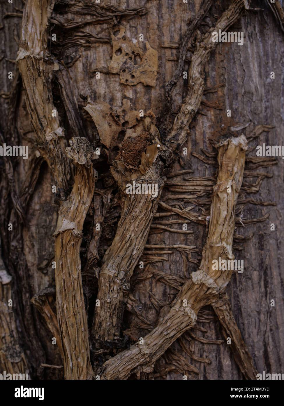Plant roots texture hi-res stock photography and images - Alamy