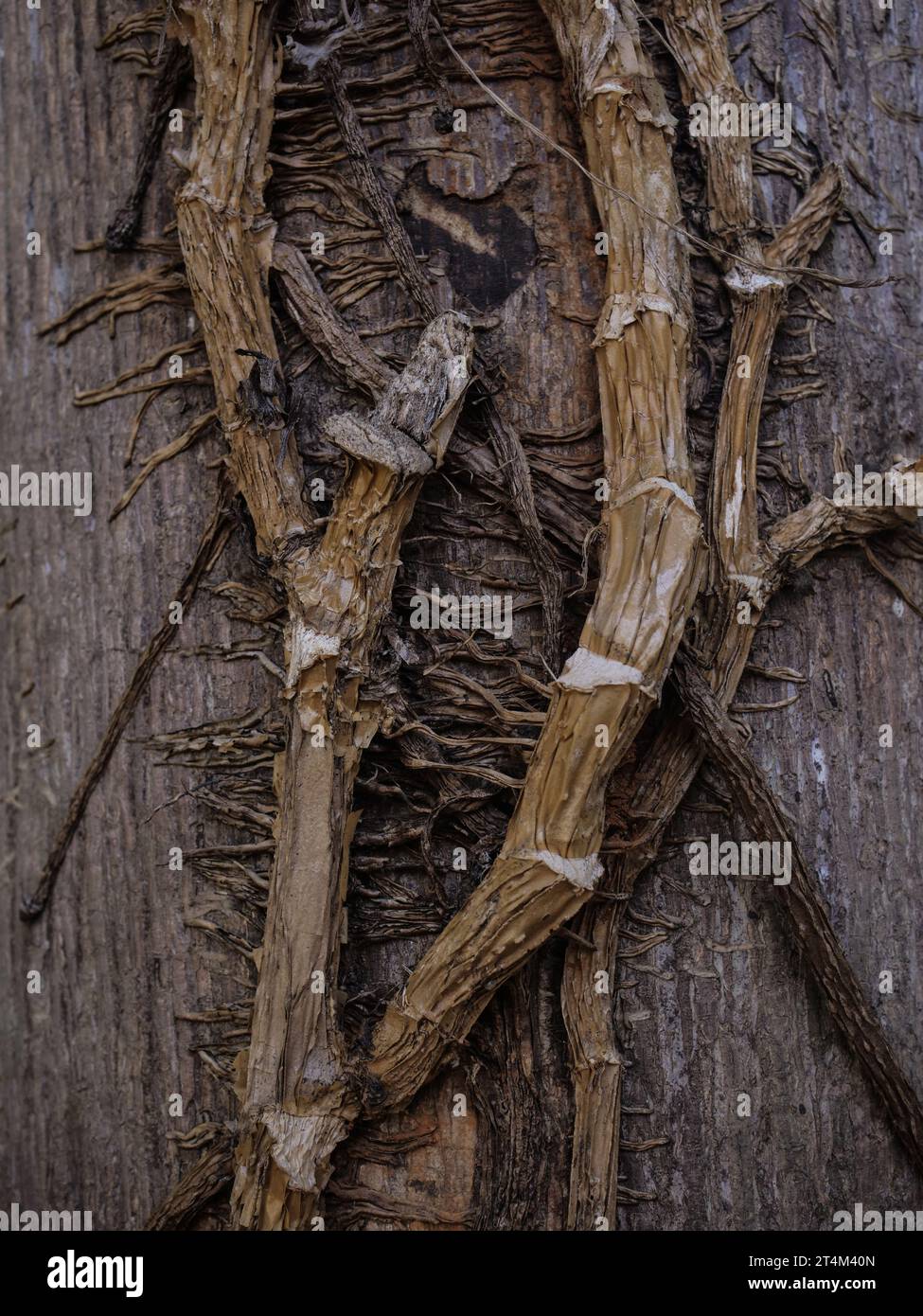 Roots texture hi-res stock photography and images - Alamy