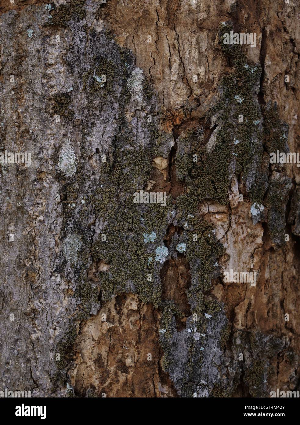 Dry tree texture. Tree bark background texture Stock Photo - Alamy