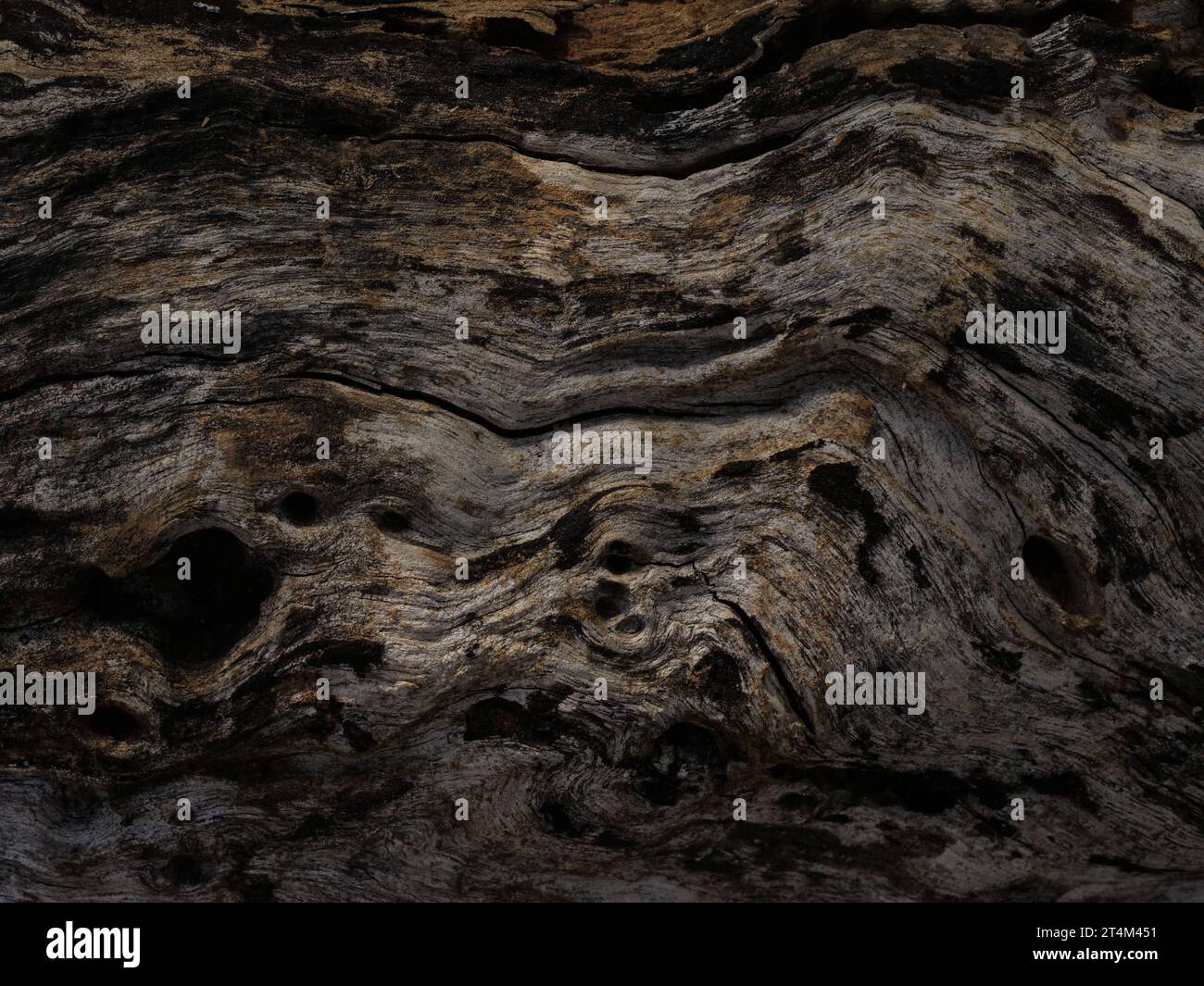 Dry tree texture. Tree bark background texture Stock Photo - Alamy