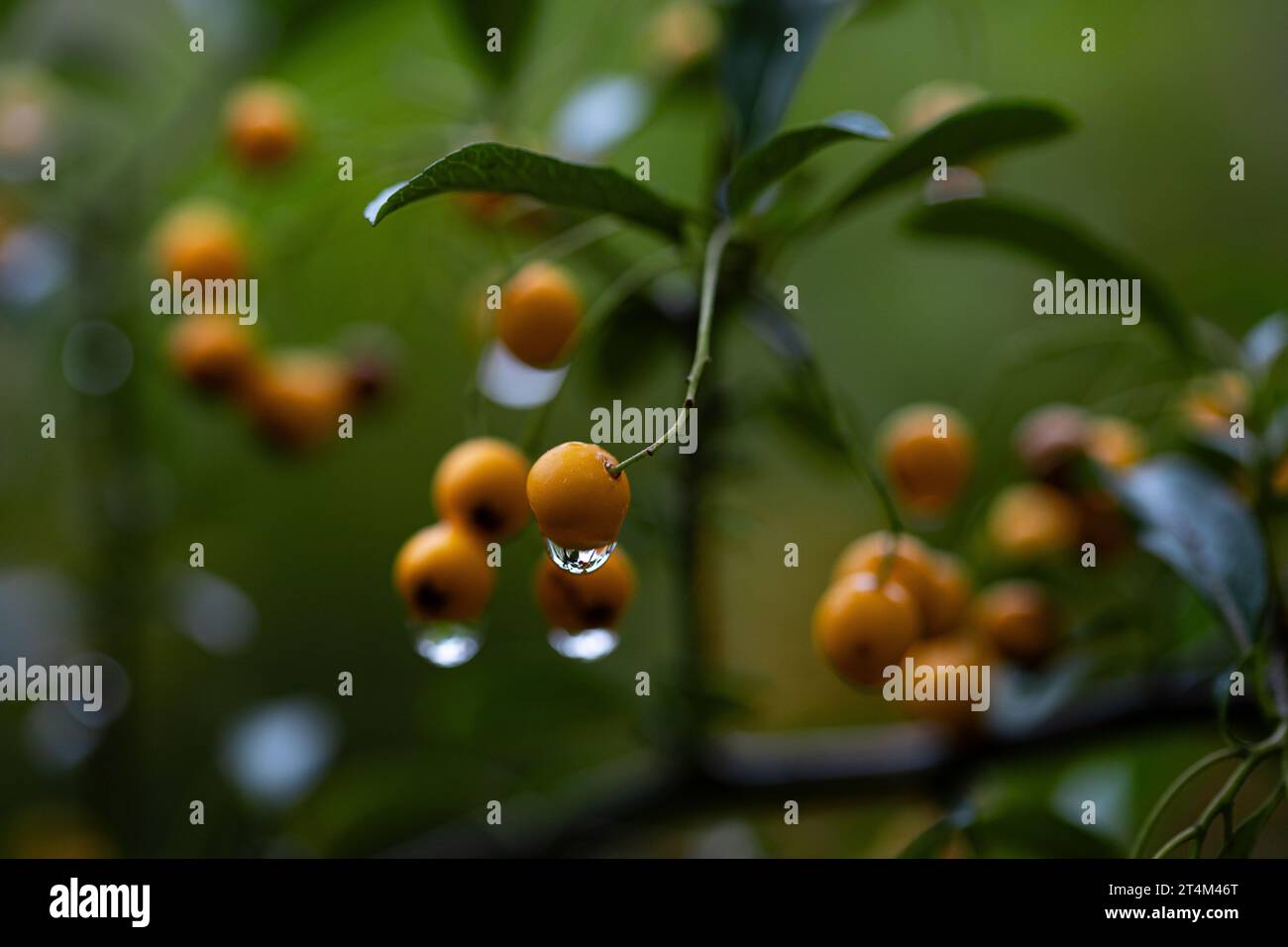 A vibrant still life of yellow and orange berries growing on a tree ...