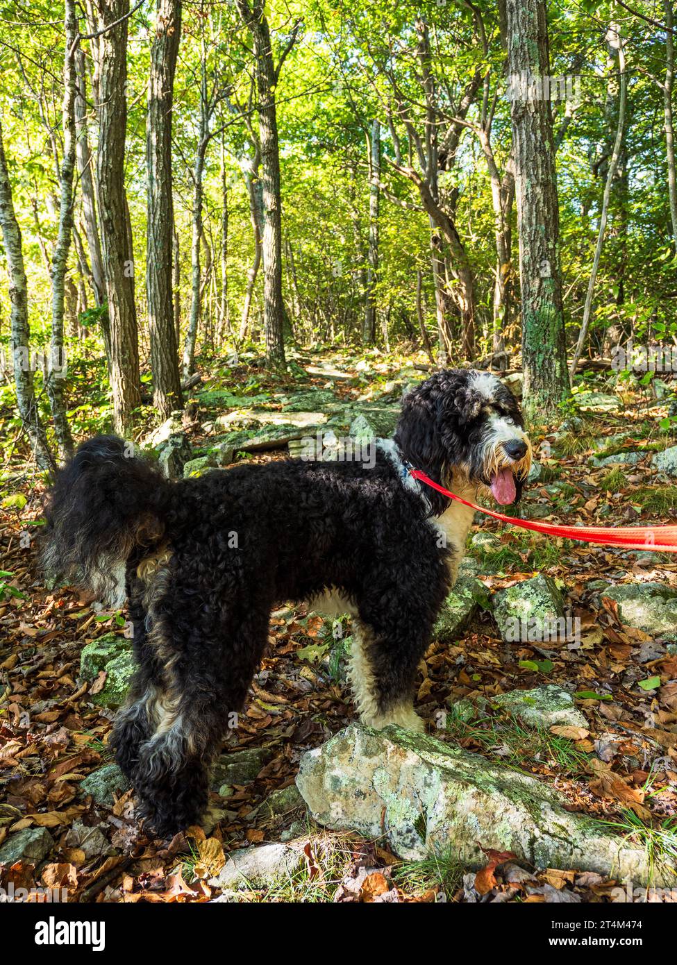Laurel run trail hi-res stock photography and images - Alamy