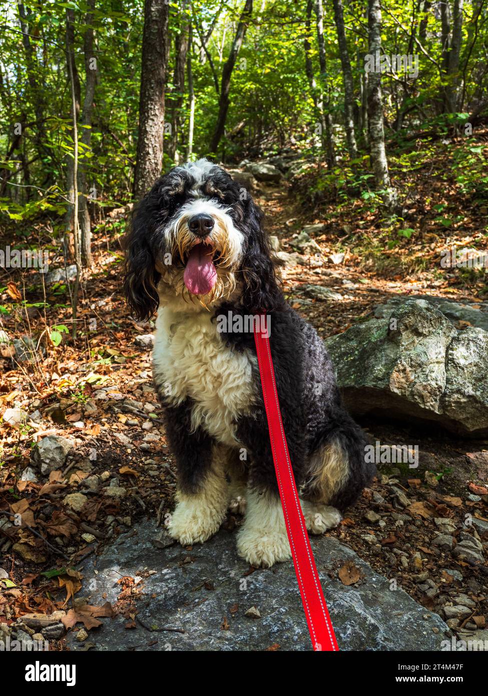 Accompanied by a spirited Bernedoodle, who proudly wears a bright red ...
