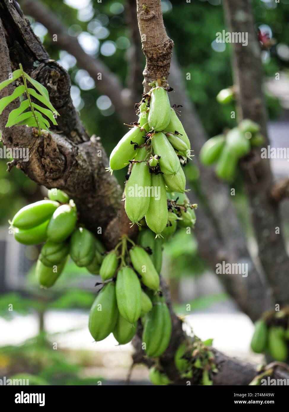 Belimbing wuluh or Green bilimbi fruits are used to cook for getting a ...
