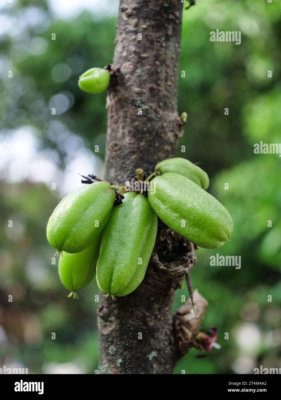 Bilimbi green fruit hi-res stock photography and images - Alamy