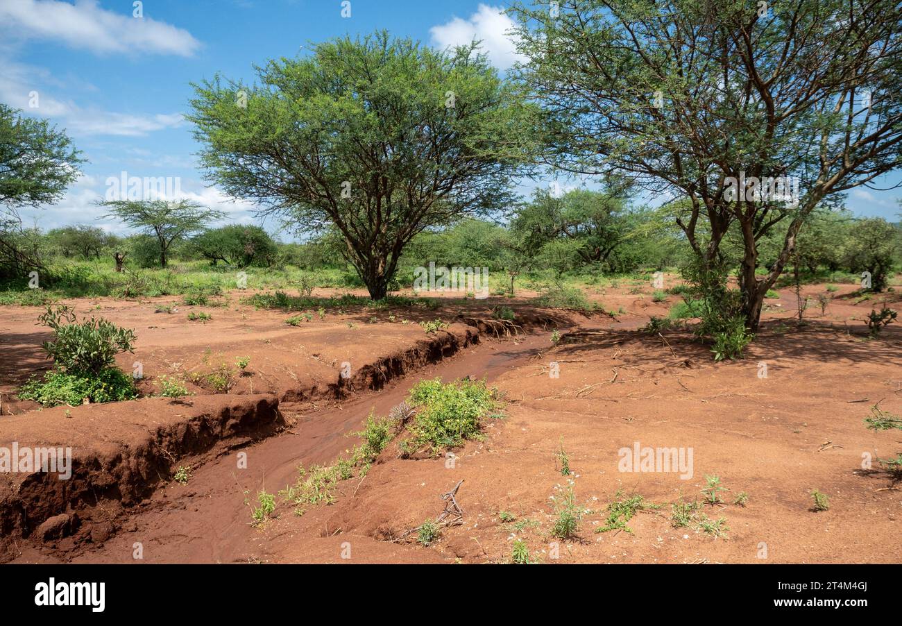 Dry river bed and acacia trees in the Great Rift Valley, Southern Kenya ...
