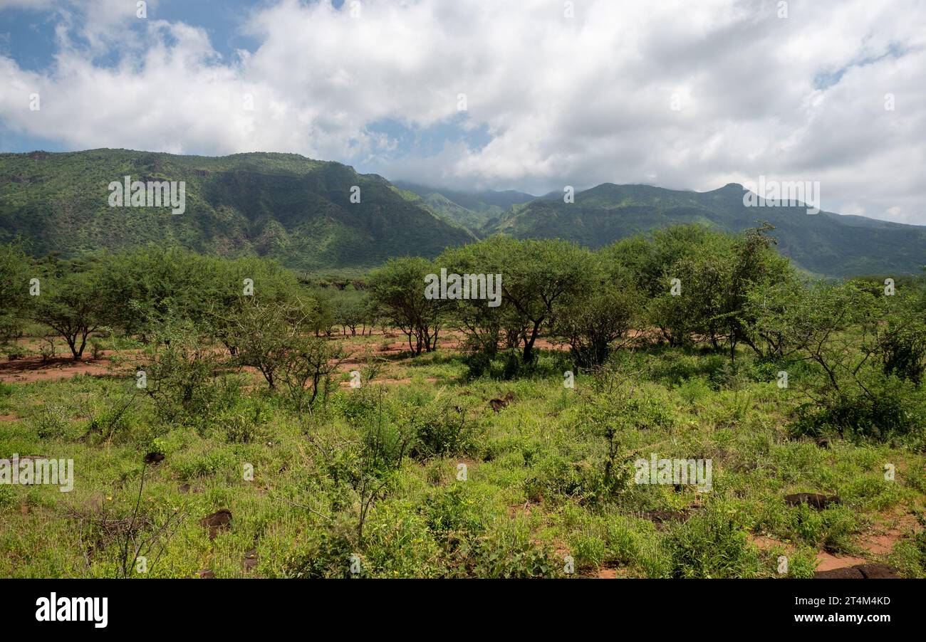 Dry river bed and acacia trees in the Great Rift Valley, Southern Kenya ...