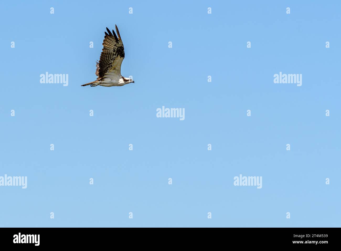 Osprey in flight with wings extended upward on blue sky background ...