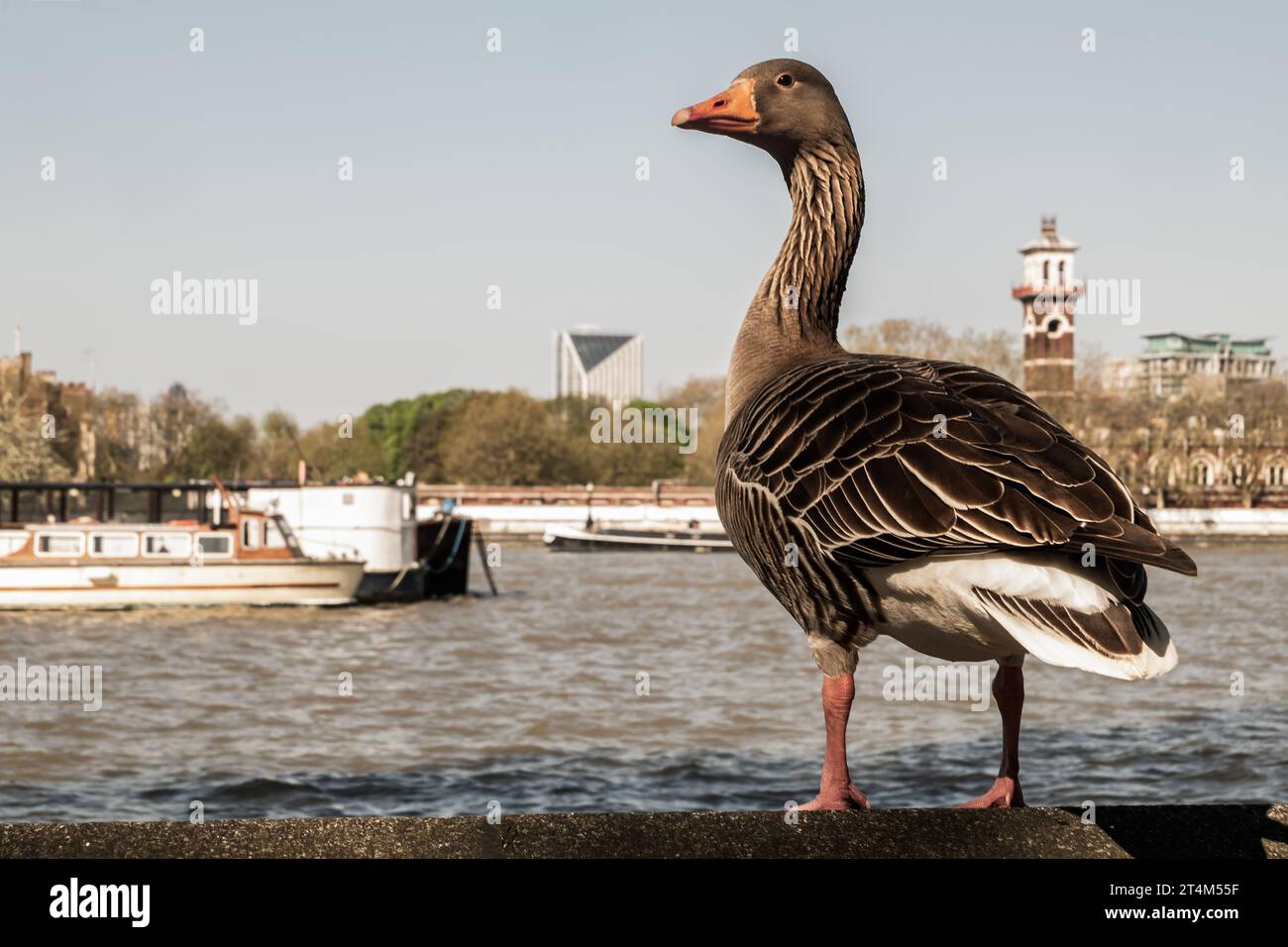 The wild greylag goose resting on stone wall on embankment of the river ...