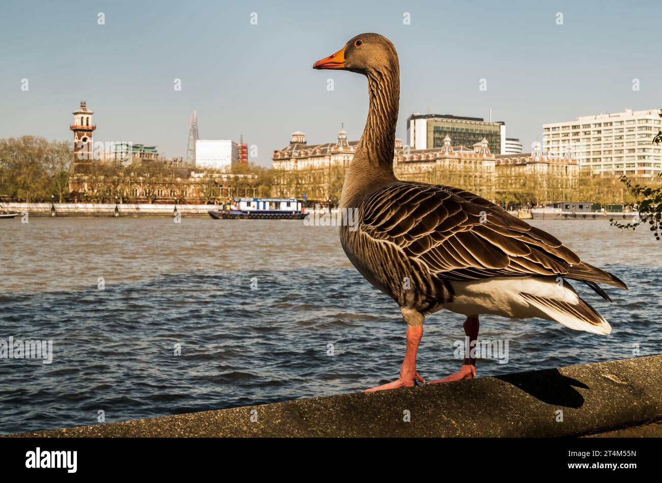 The wild greylag goose resting on stone wall on embankment of the river ...