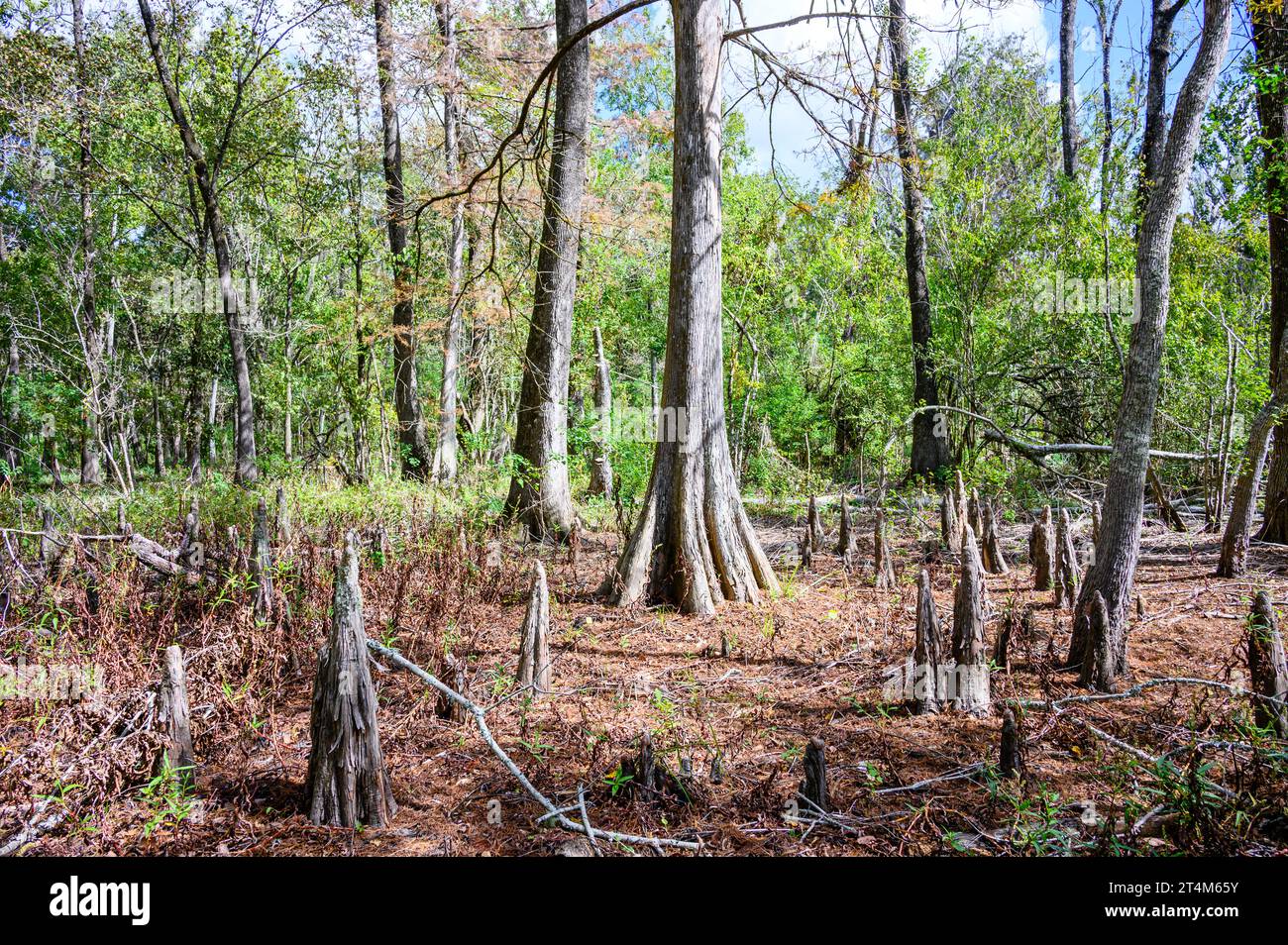 Louisiana landscape featuring bald cypress trees surrounded by multiple ...