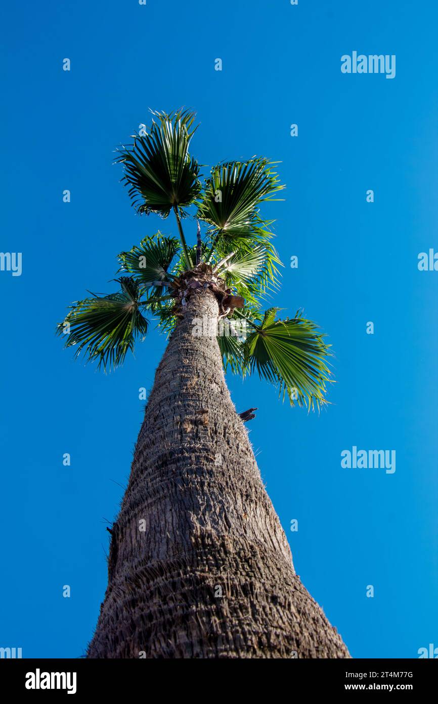 Upward tree position hi-res stock photography and images - Alamy