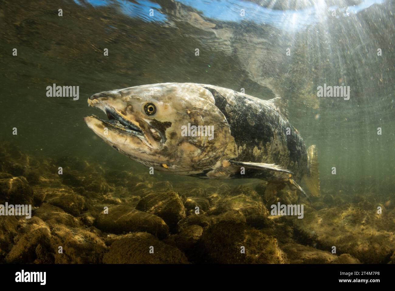 Chinook salmon (Oncorhynchus tshawytscha) a threatened species in ...
